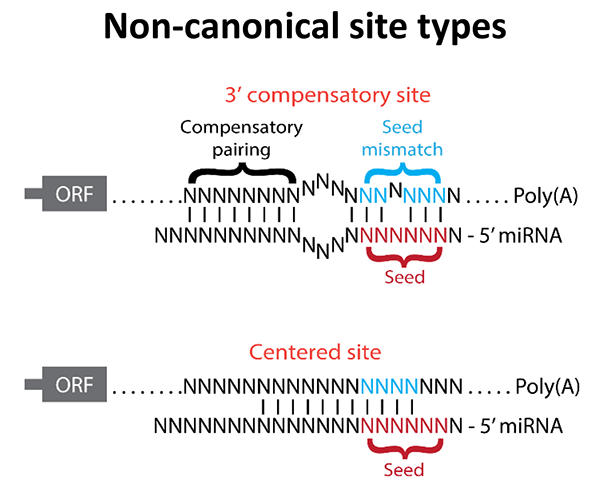 TargetScan non-canonical sites