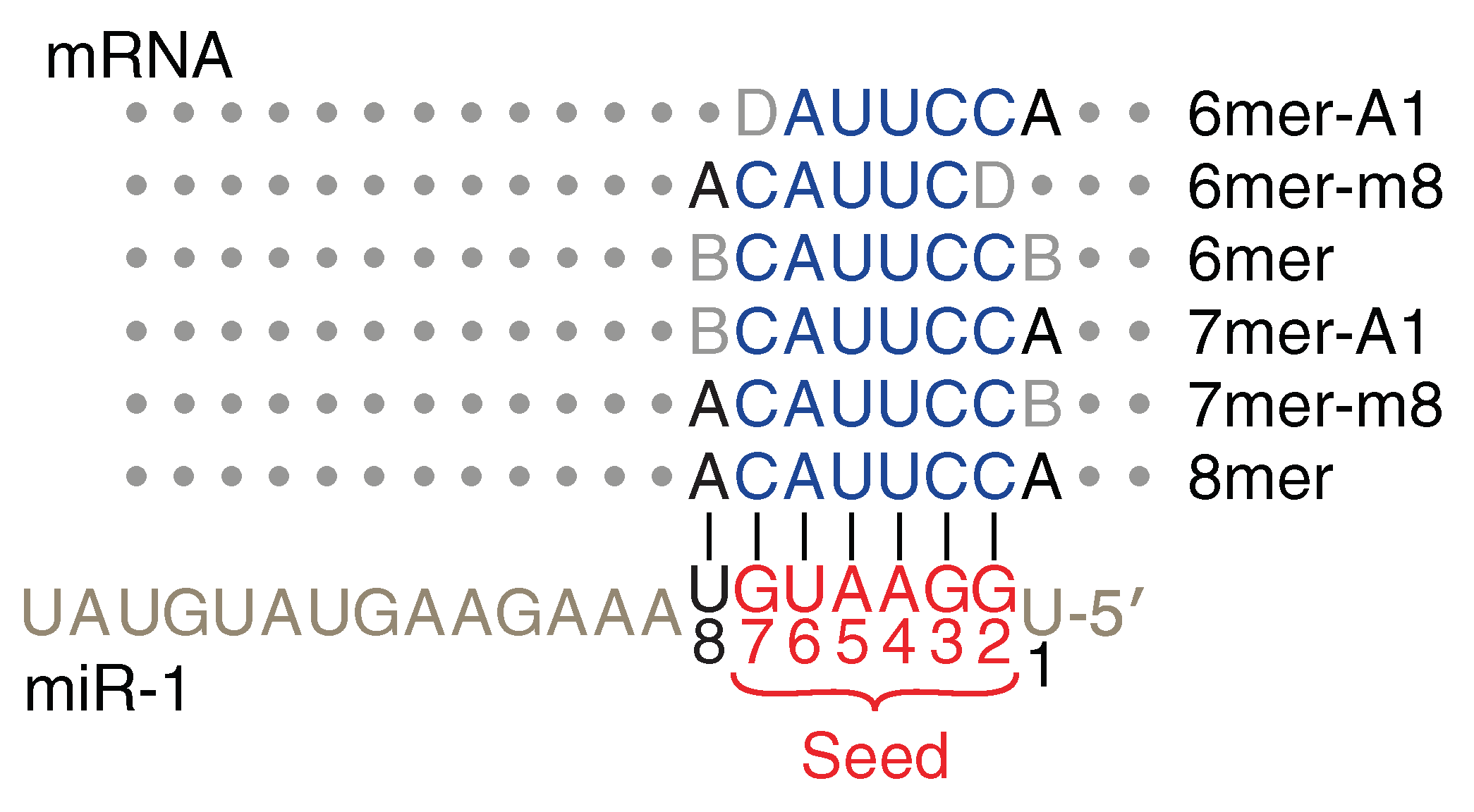 Canonical sites (TargetScan 8)
